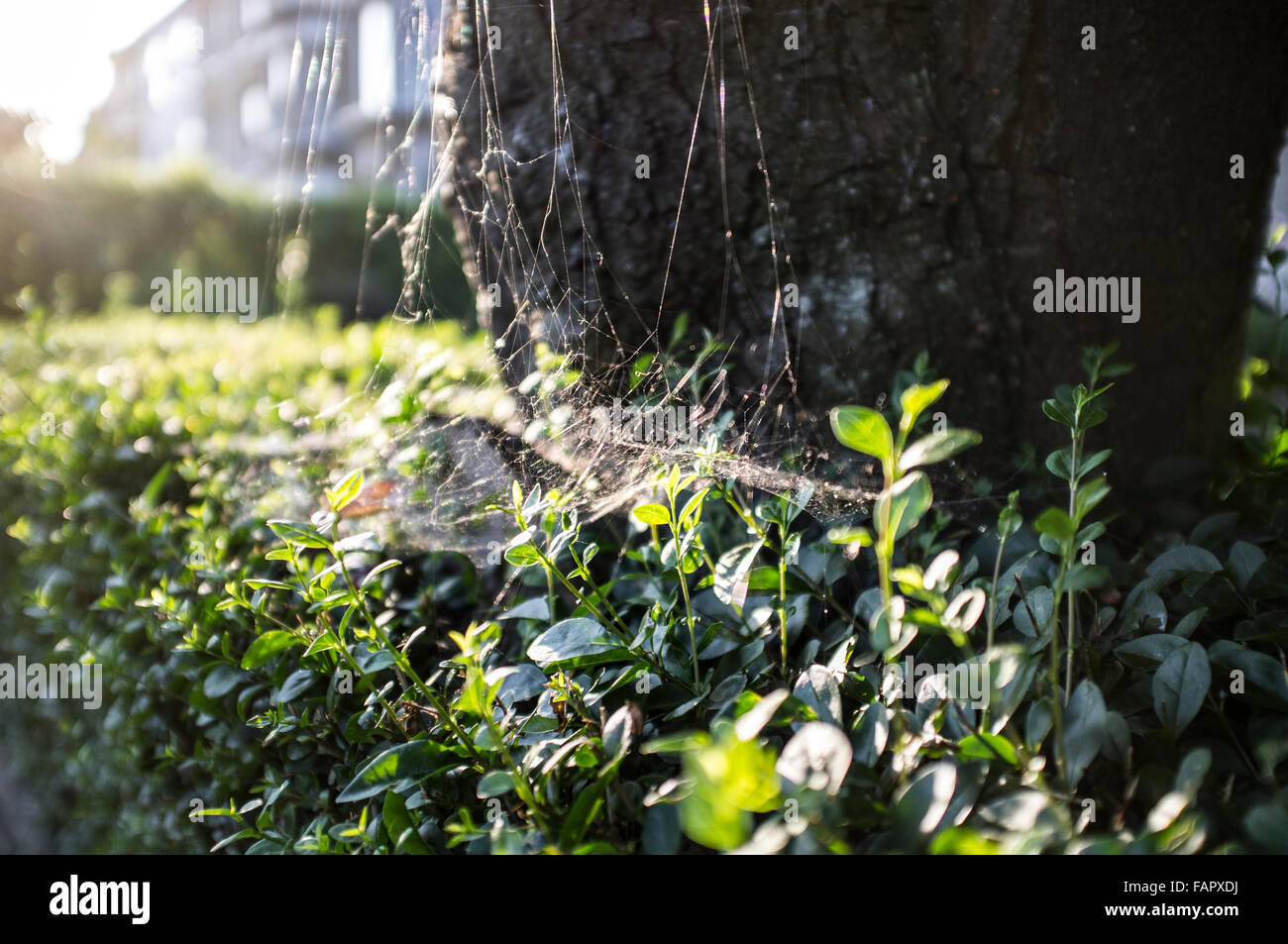 Spiders' webs highlighted by glow of sun between tree and bush Stock ...