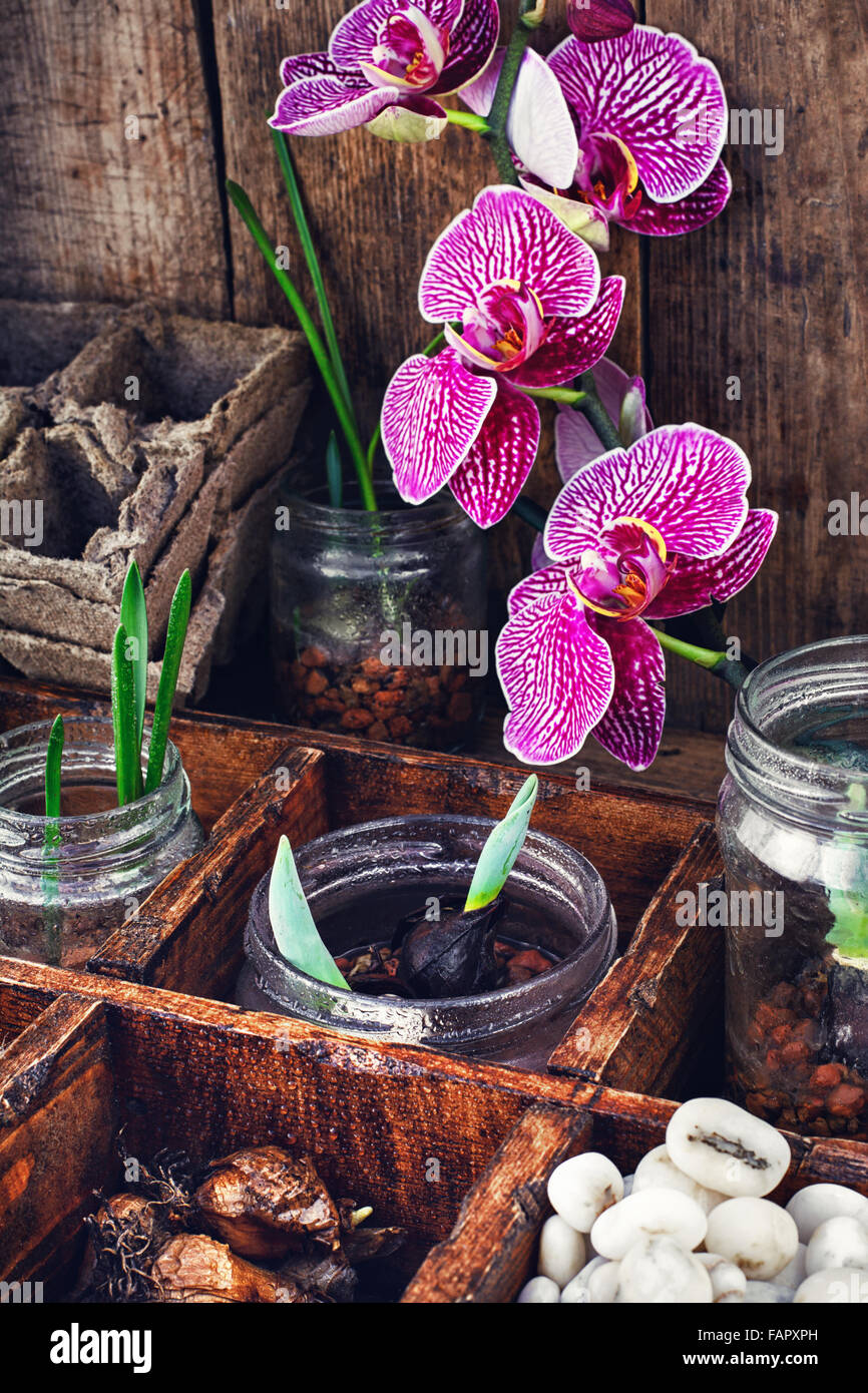 Orchid bulbs hi-res stock photography and images - Alamy