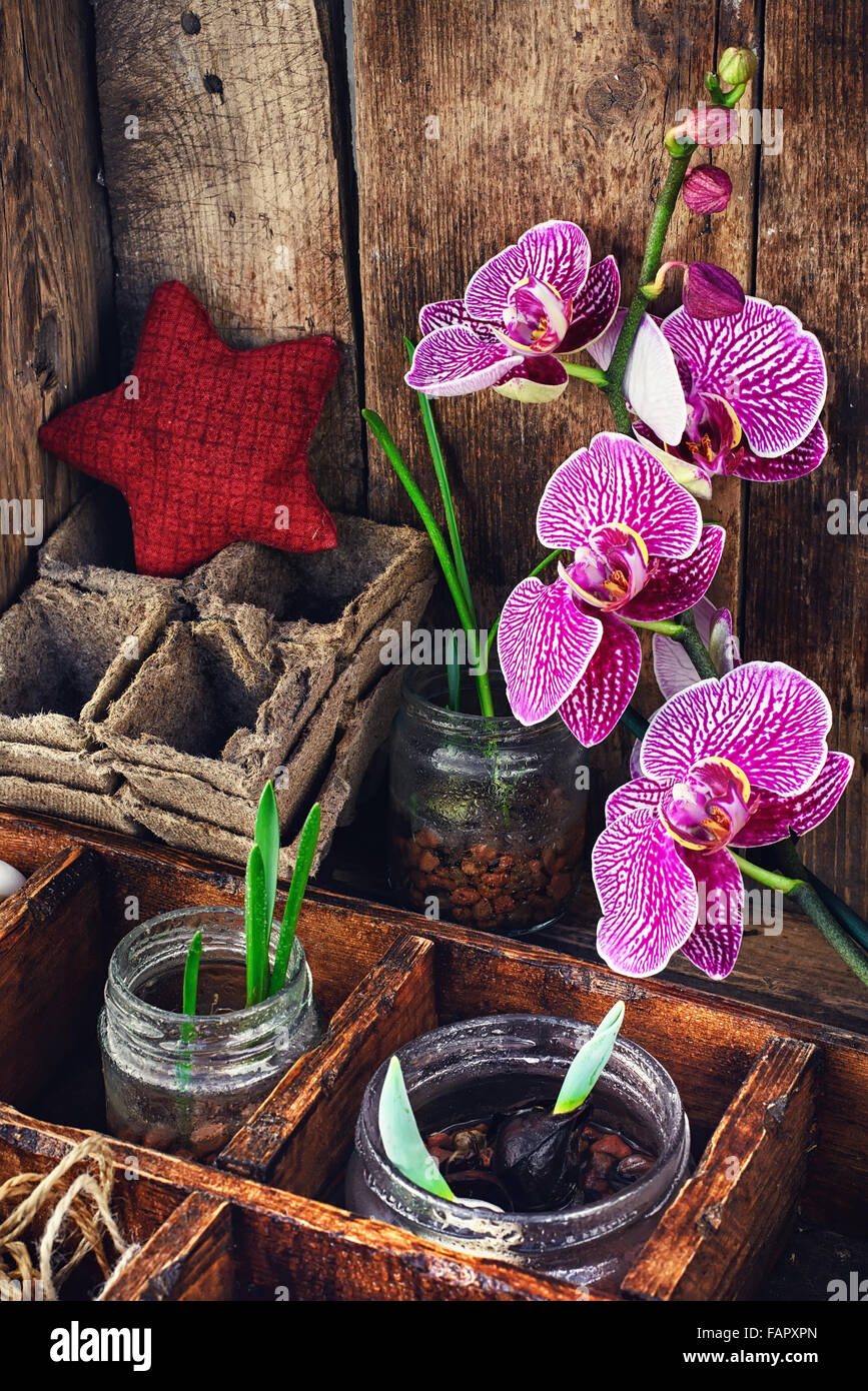 Germinated seeds of flowers against the bright purple blooming branch ...