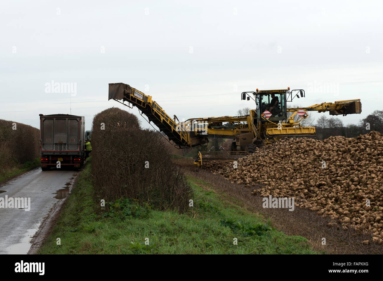 Ropa self-propelled sugar beet loader moving into position to load a ...
