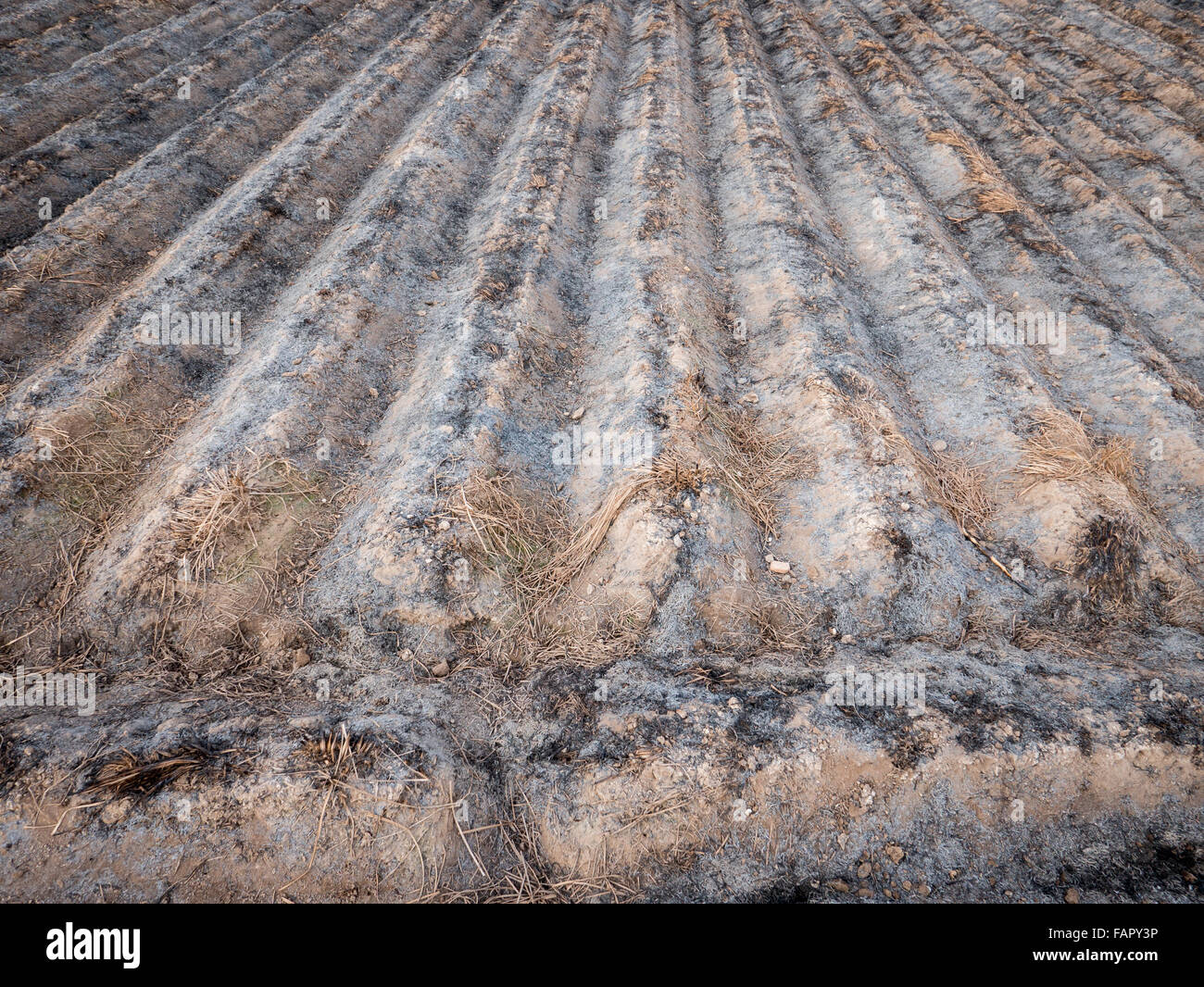 Burnt cultivated field with furrows, preparing next plantation Stock ...
