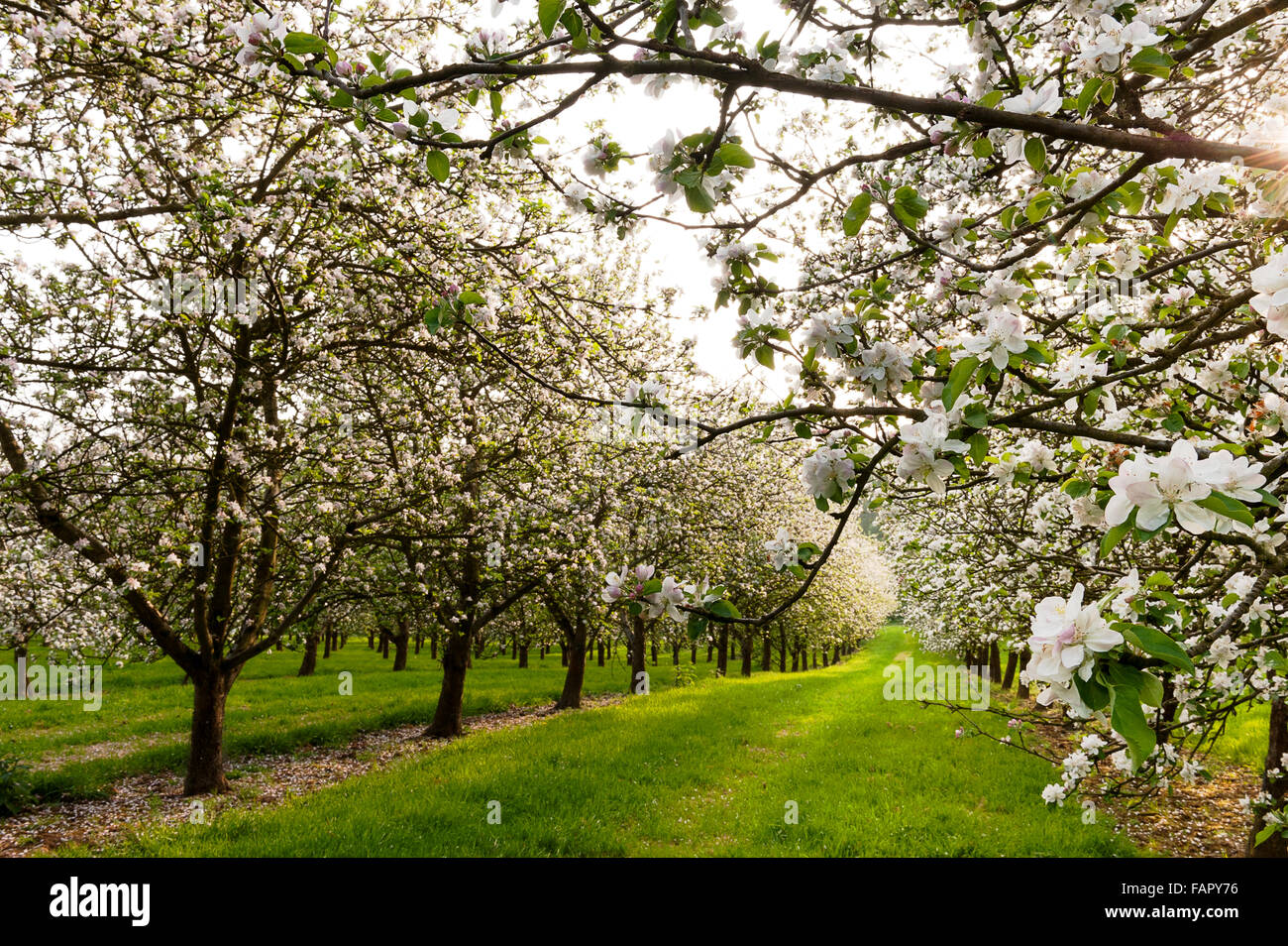 Cider Apple orchard trees in full blossom with sun peeking through ...