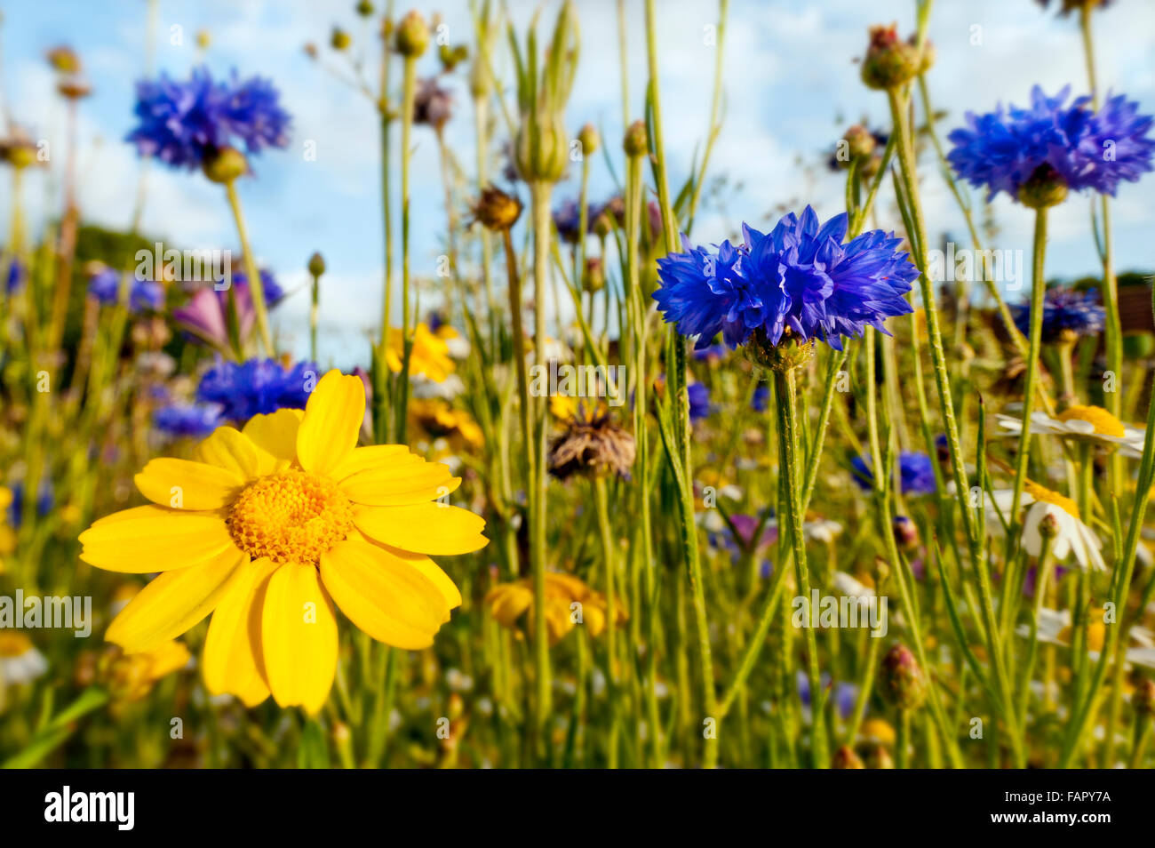 English wildflower meadow hi-res stock photography and images - Alamy