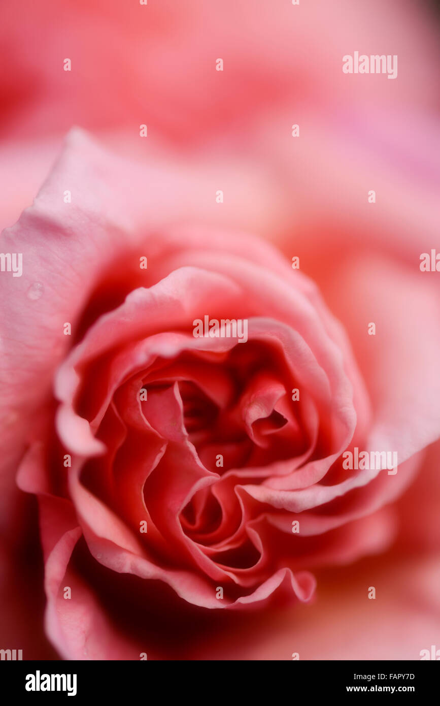 Pink Rose Close up showing the bud and blurred background Stock Photo ...