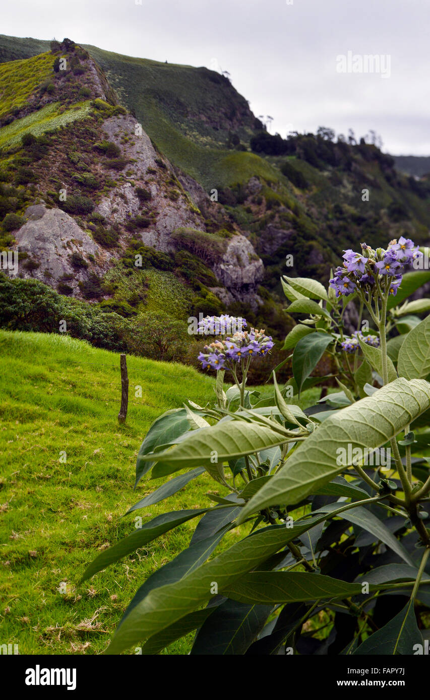 St Helena south Atlantic ocean countryside view near fairyland in the ...