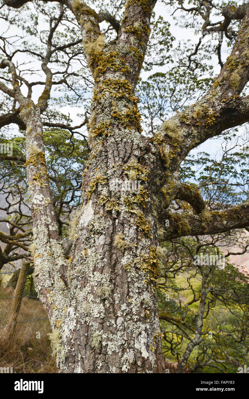 Lichen and Moss on endemic Gumwood tree branch on the island of St ...