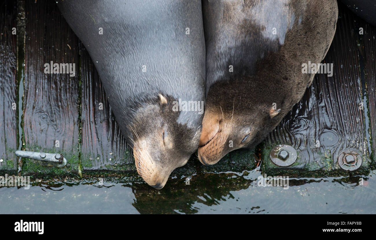 California sea lions on a floating dock in Newport, Oregon Stock Photo ...