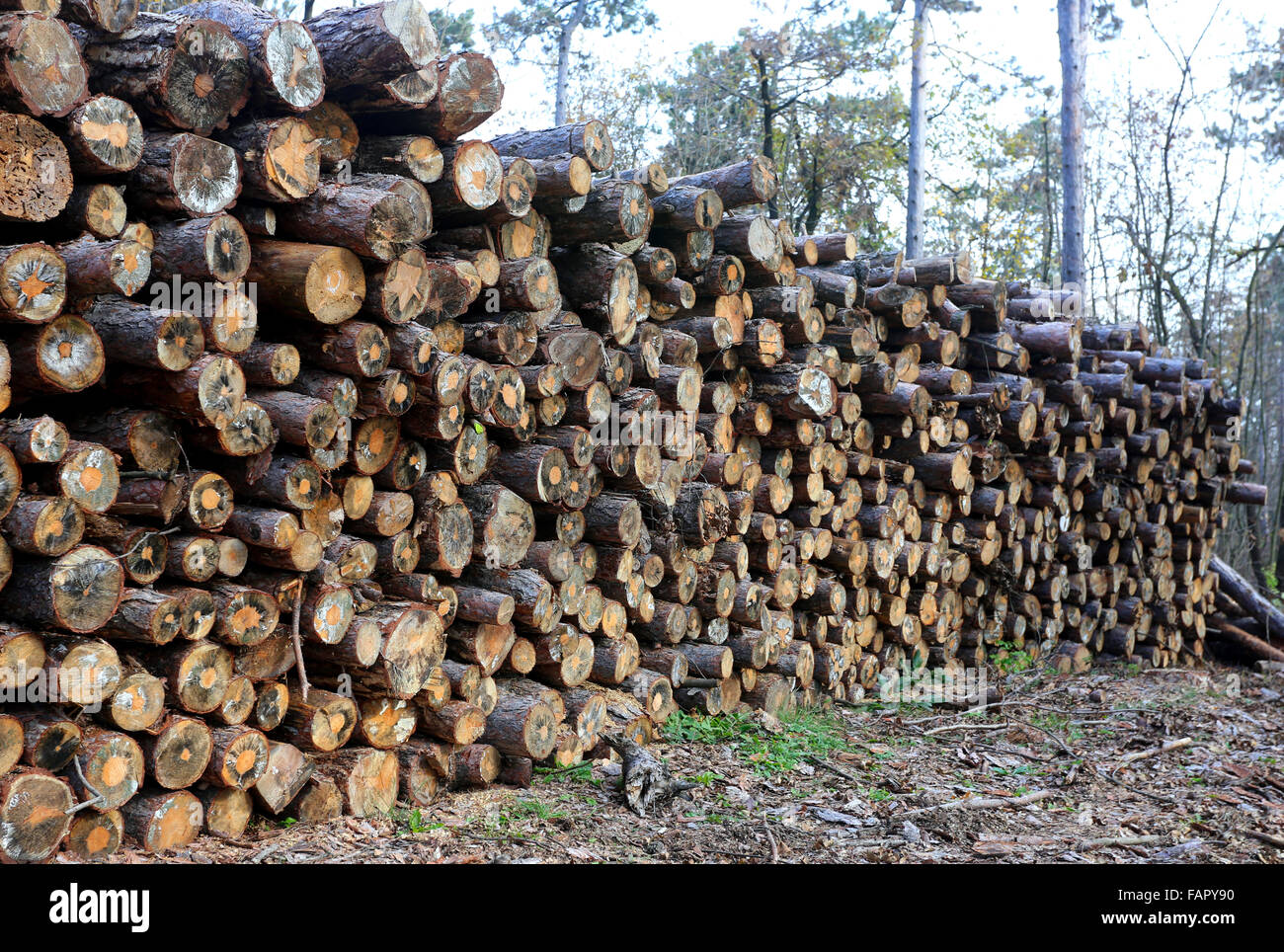 Freshly cut pine tree logs in forest outdoors Stock Photo - Alamy
