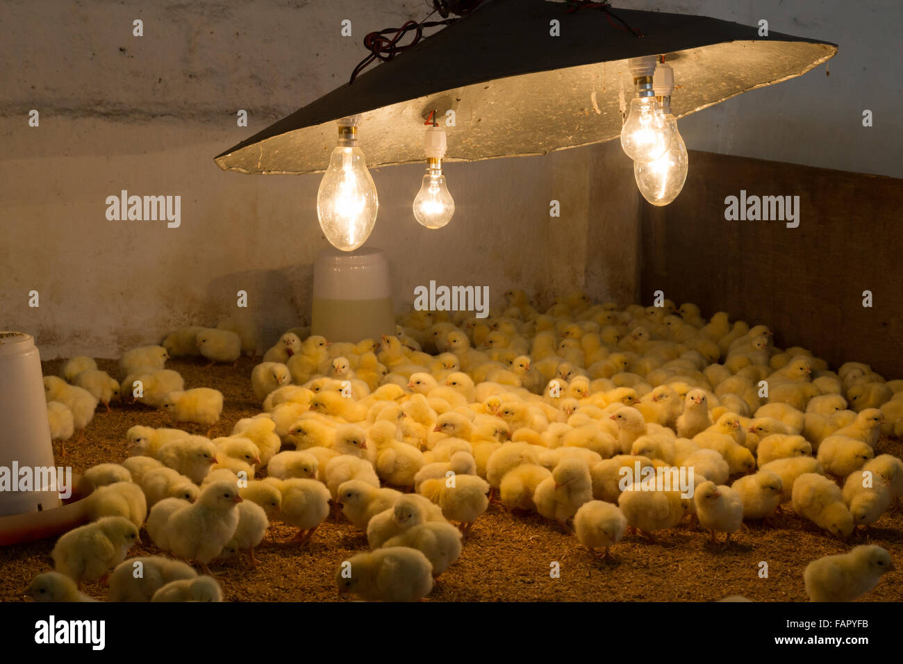 Baby chickens hi-res stock photography and images - Alamy