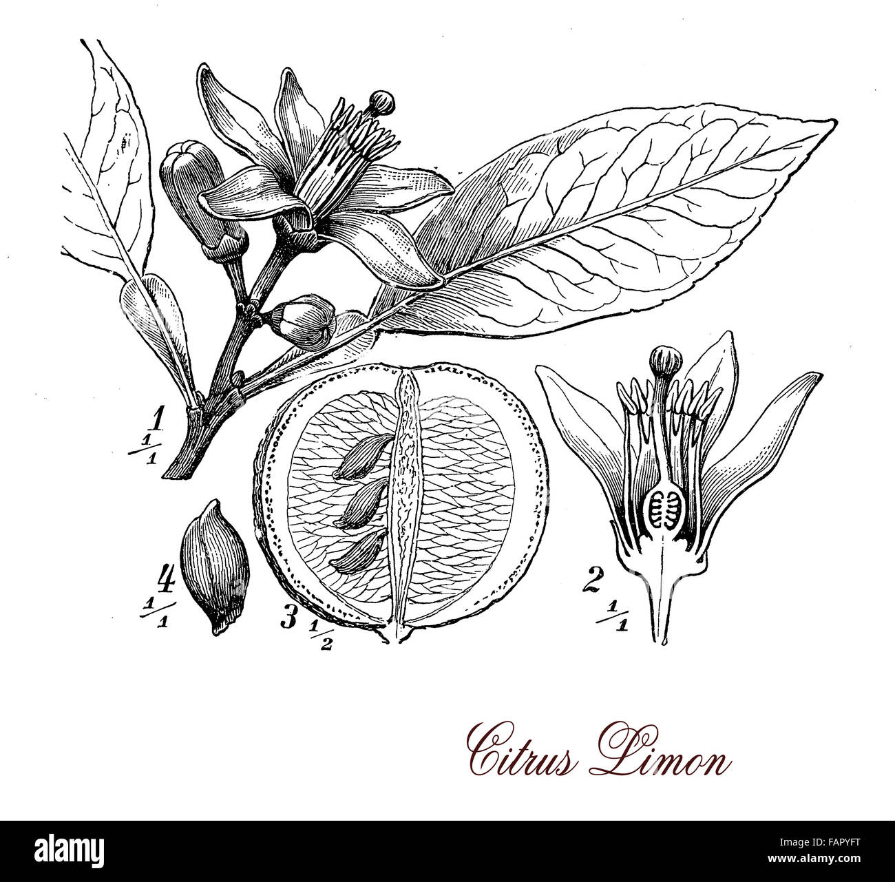 Vintage print describing lemon tree botanical morphology: leaves ...