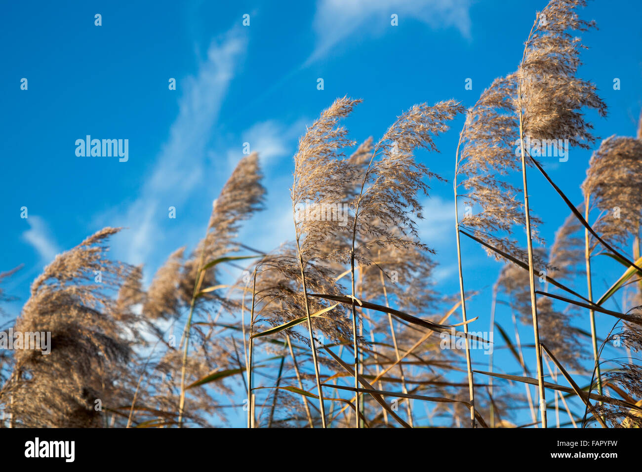 Common reed swaying in the wind Stock Photo - Alamy