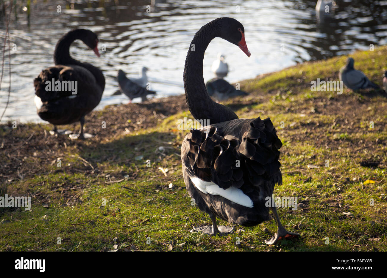 Black swans with ruffle of curled wing feathers at Regent's Park ...