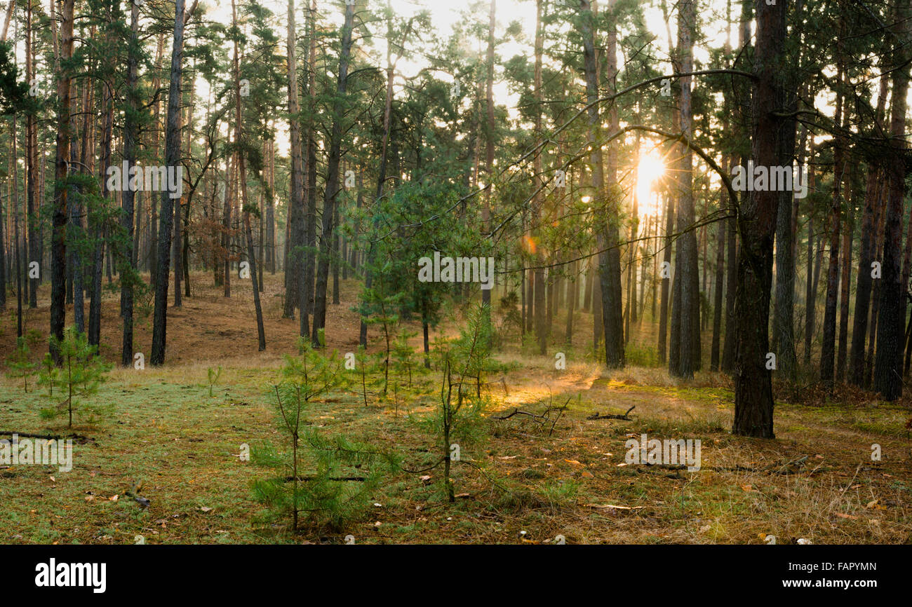 Beams sun through leaves trees hi-res stock photography and images - Alamy