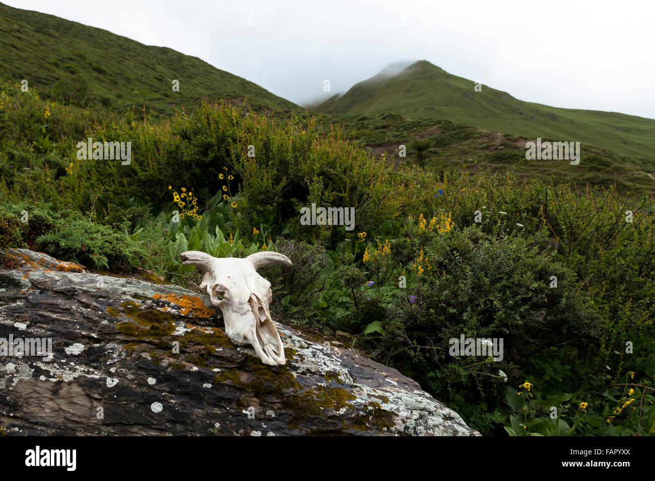 Baral hi-res stock photography and images - Alamy
