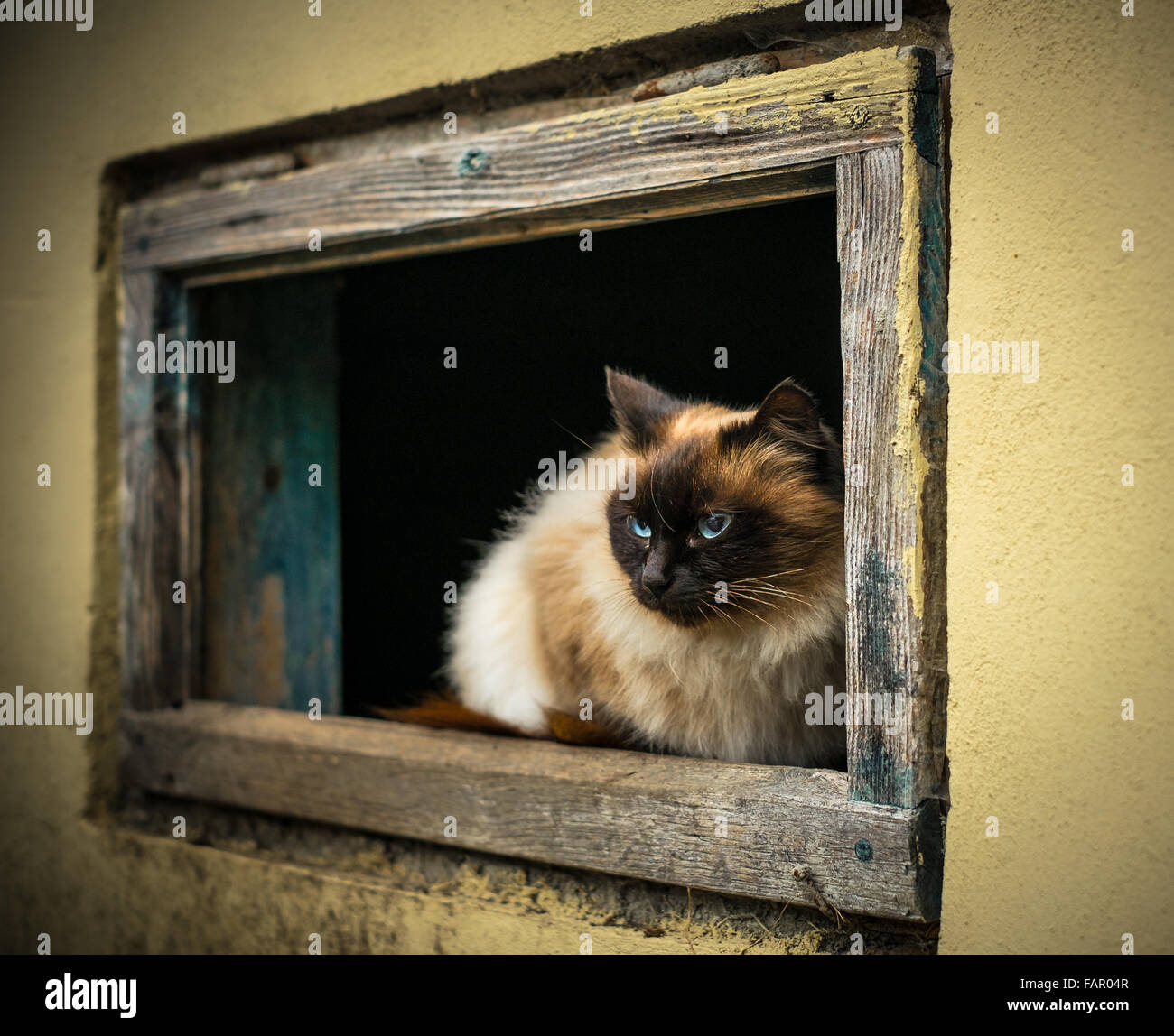 A snapshot of animal barn window Stock Photo - Alamy