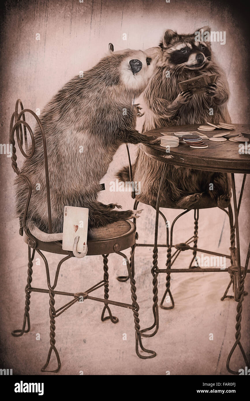 Opossum plays poker and holds ace behind his back with his tail Stock ...