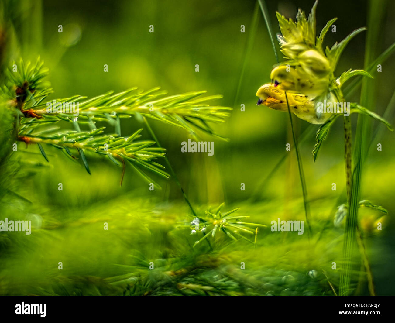 Yellow focus - Nature somewhere in the mountains Stock Photo - Alamy