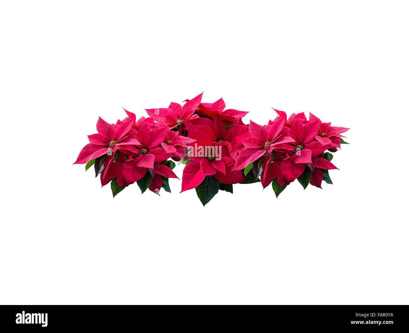 Red poinsettia Christmas flowers string isolated on white Stock Photo ...