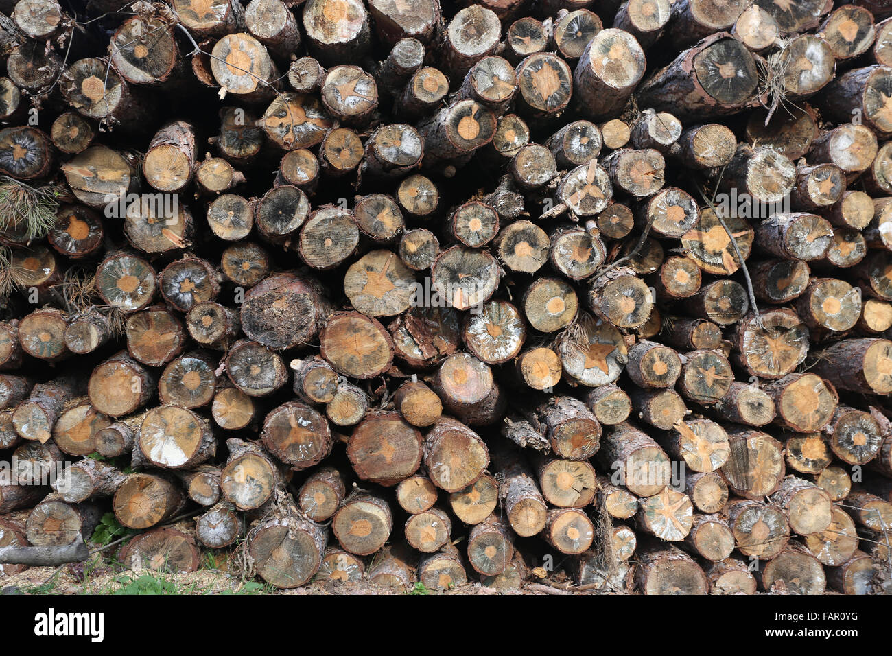 Stacked tree wood logs at a pine forest Stock Photo - Alamy