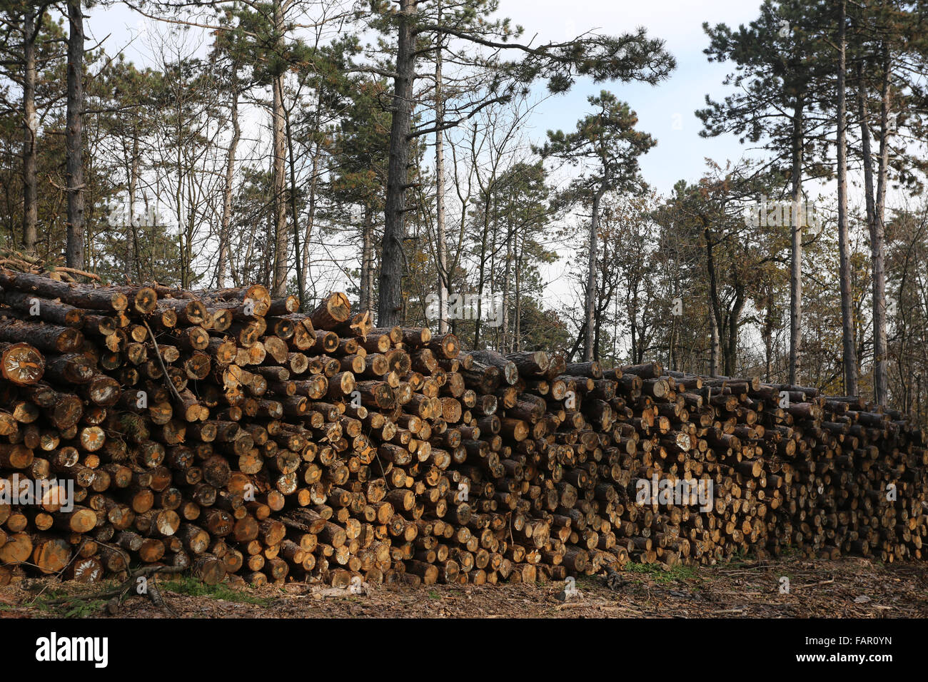 Freshly cut pine tree logs in forest outdoors Stock Photo - Alamy