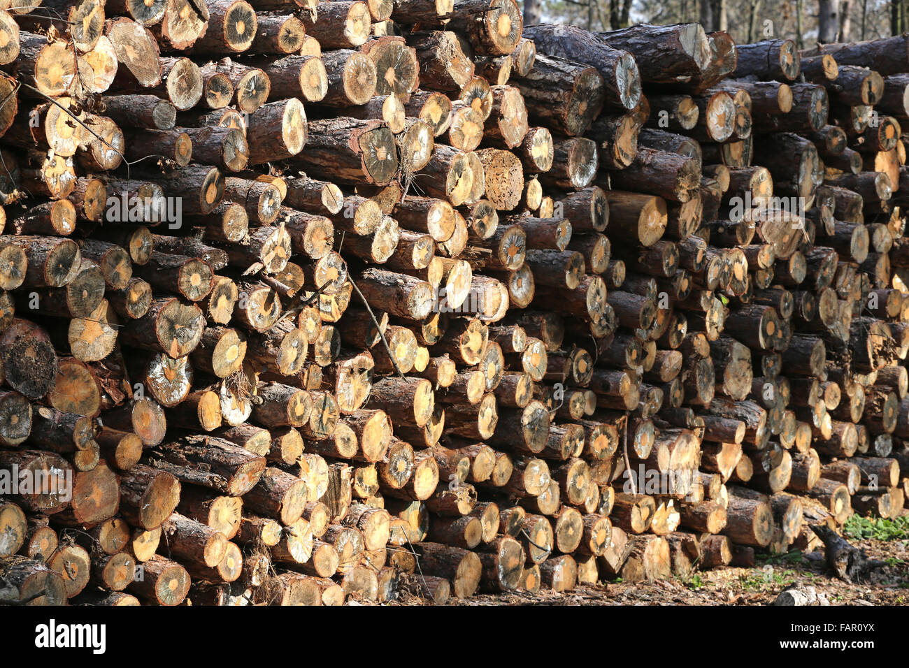 Freshly cut pine tree logs in forest outdoors Stock Photo - Alamy