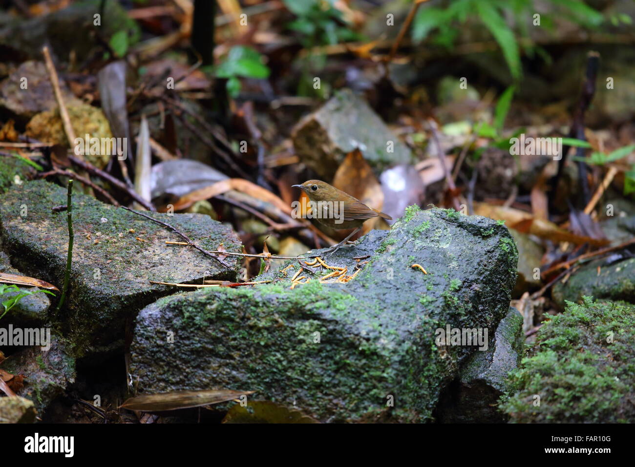 Lesser shortwing (Brachypteryx leucophrys) in North Vietnam Stock Photo ...