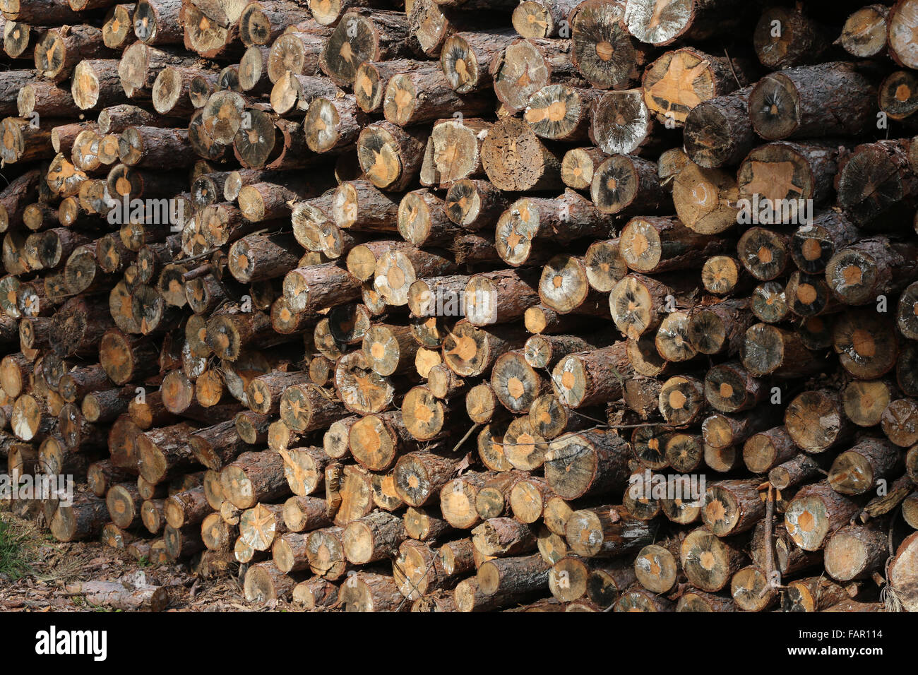 Freshly cut pine tree logs in forest outdoors Stock Photo - Alamy