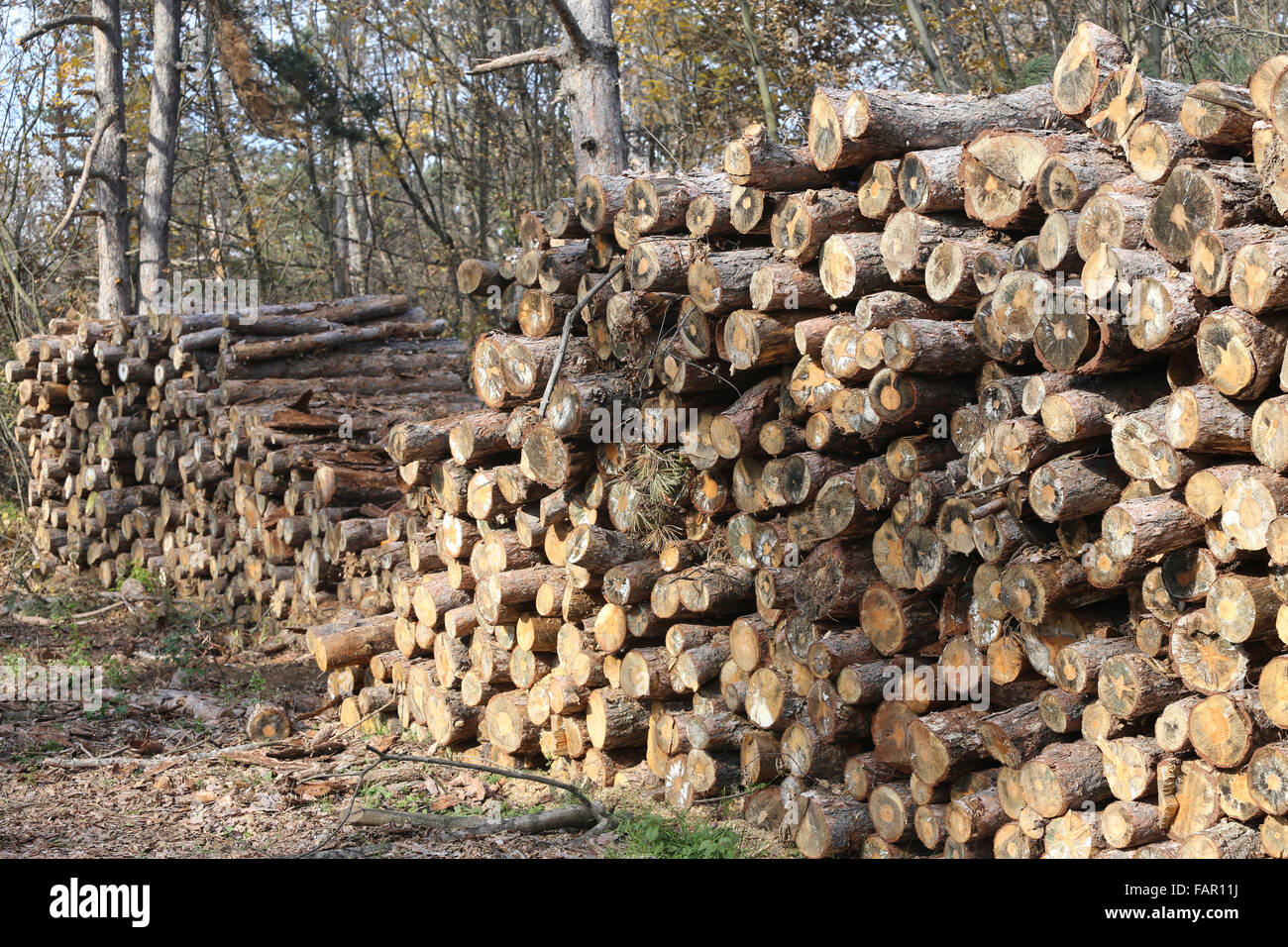 Stacked tree wood logs at a pine forest Stock Photo - Alamy
