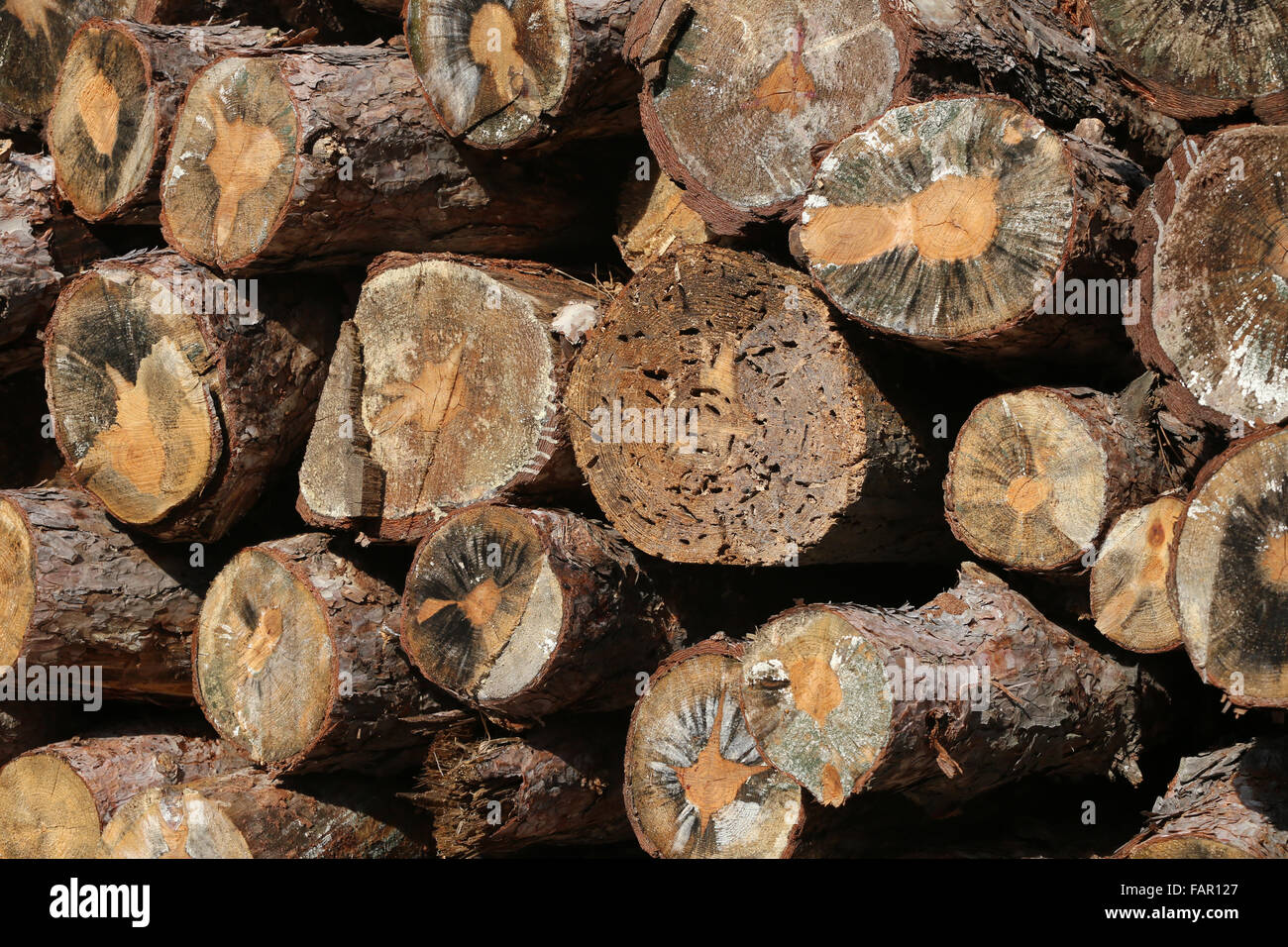 Freshly cut pine tree logs in forest outdoors Stock Photo - Alamy