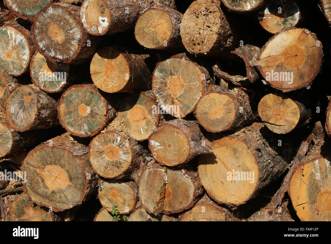 Freshly cut pine tree logs in forest outdoors Stock Photo - Alamy