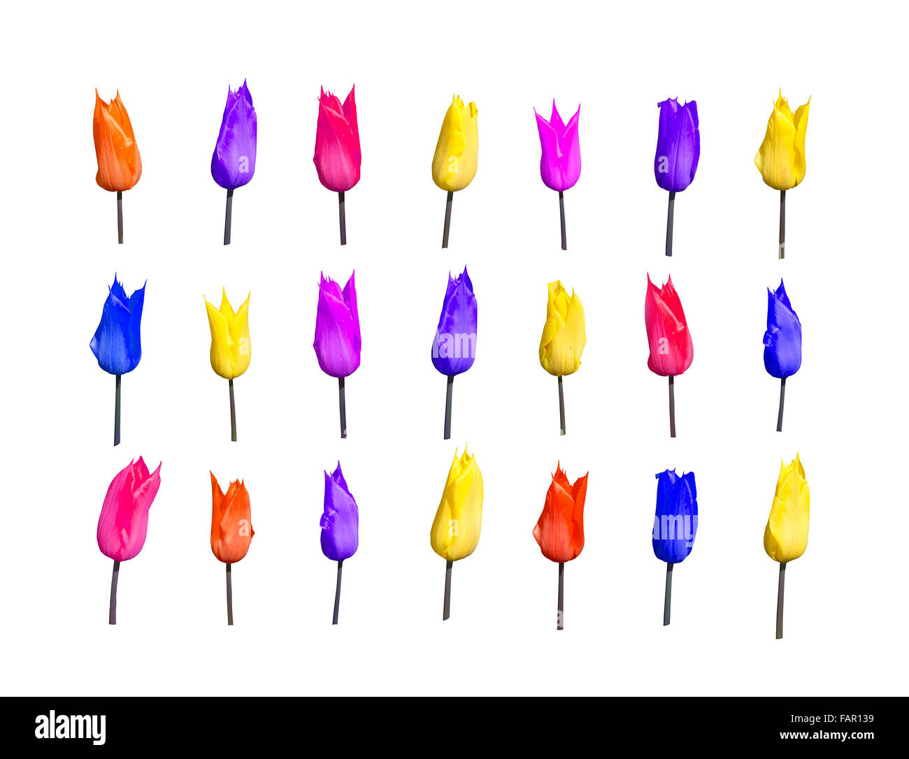 Colorful spring tulips hi-res stock photography and images - Alamy