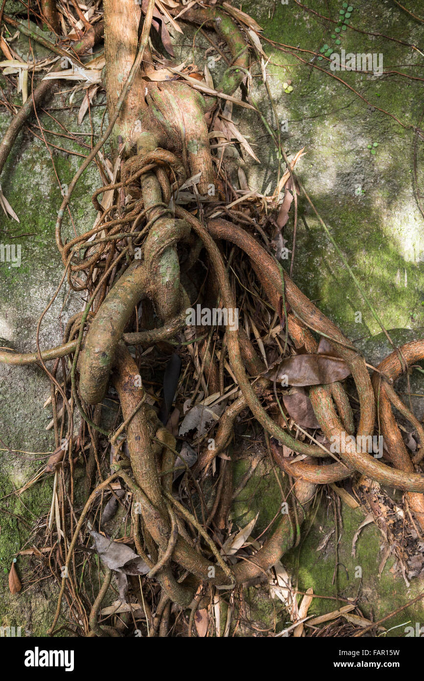 Tree's and climber's thick and thin roots tied up against a rock Stock ...