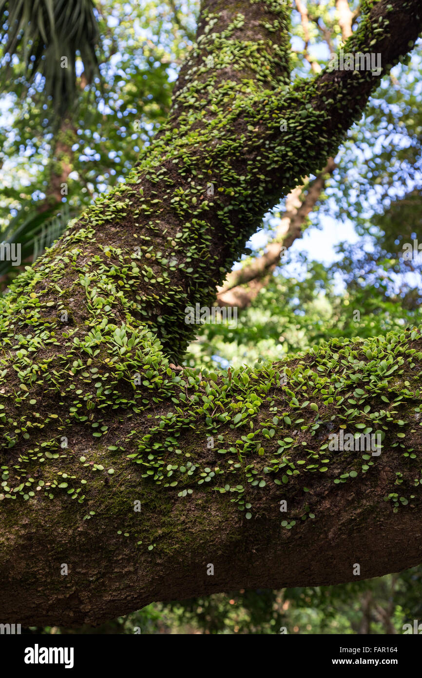 Climber vine plant on a thick tree branch Stock Photo - Alamy