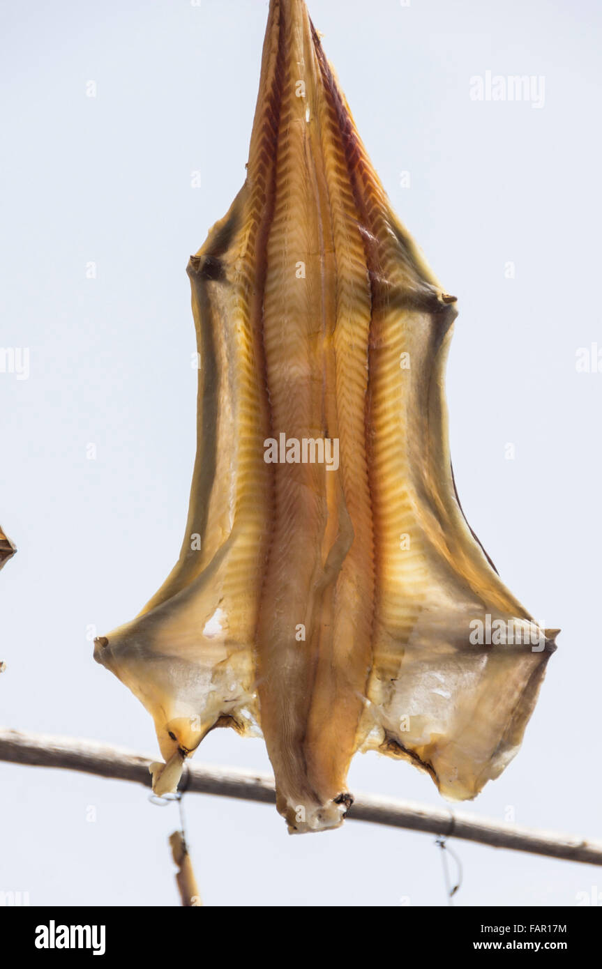 Madeira - capital city Funchal. Local 'gata' fish drying in the sun ...