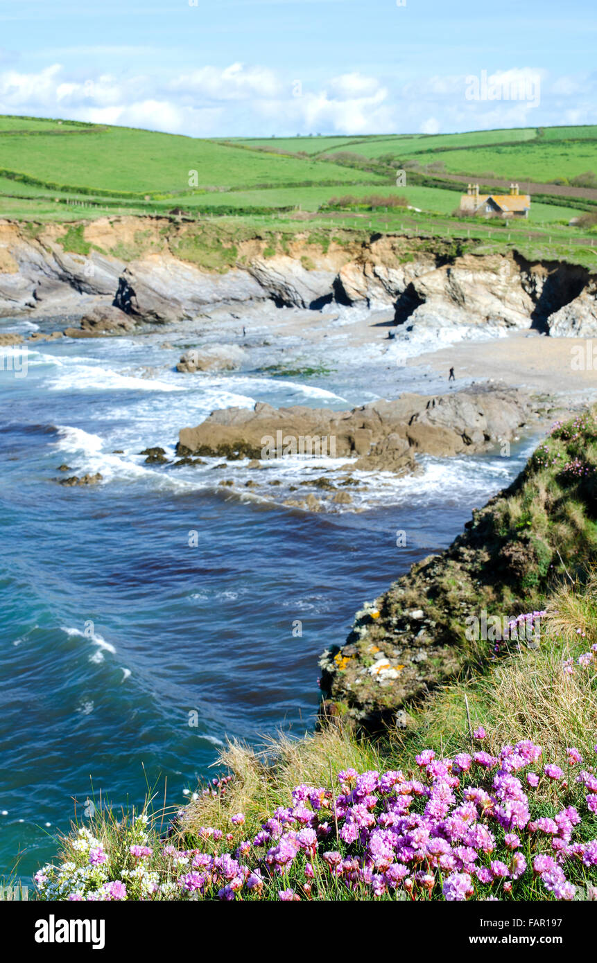 Dollar cove at Gunwalloe in Cornwall, England, UK Stock Photo - Alamy