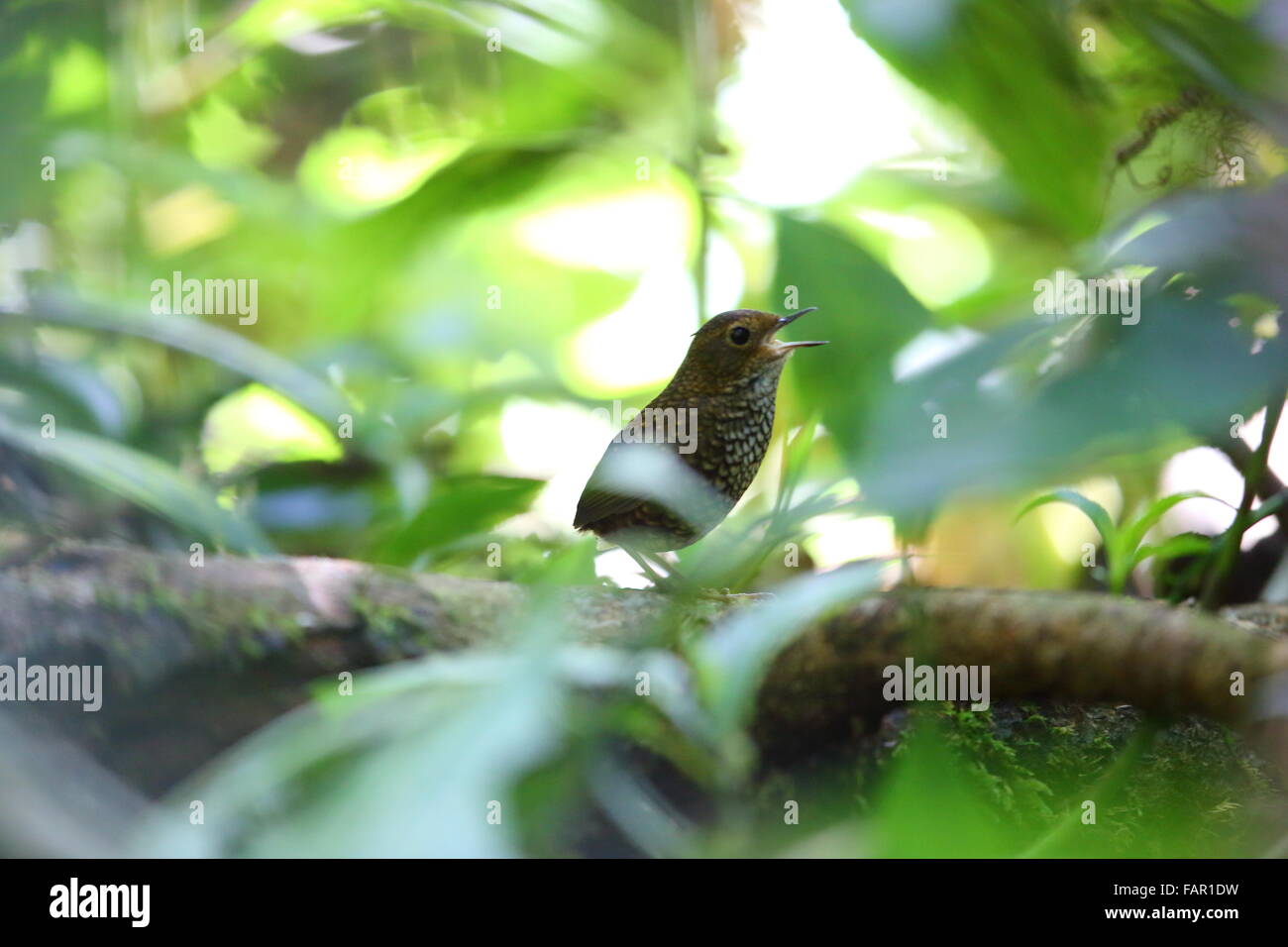 Pnoepyga pusilla hi-res stock photography and images - Alamy
