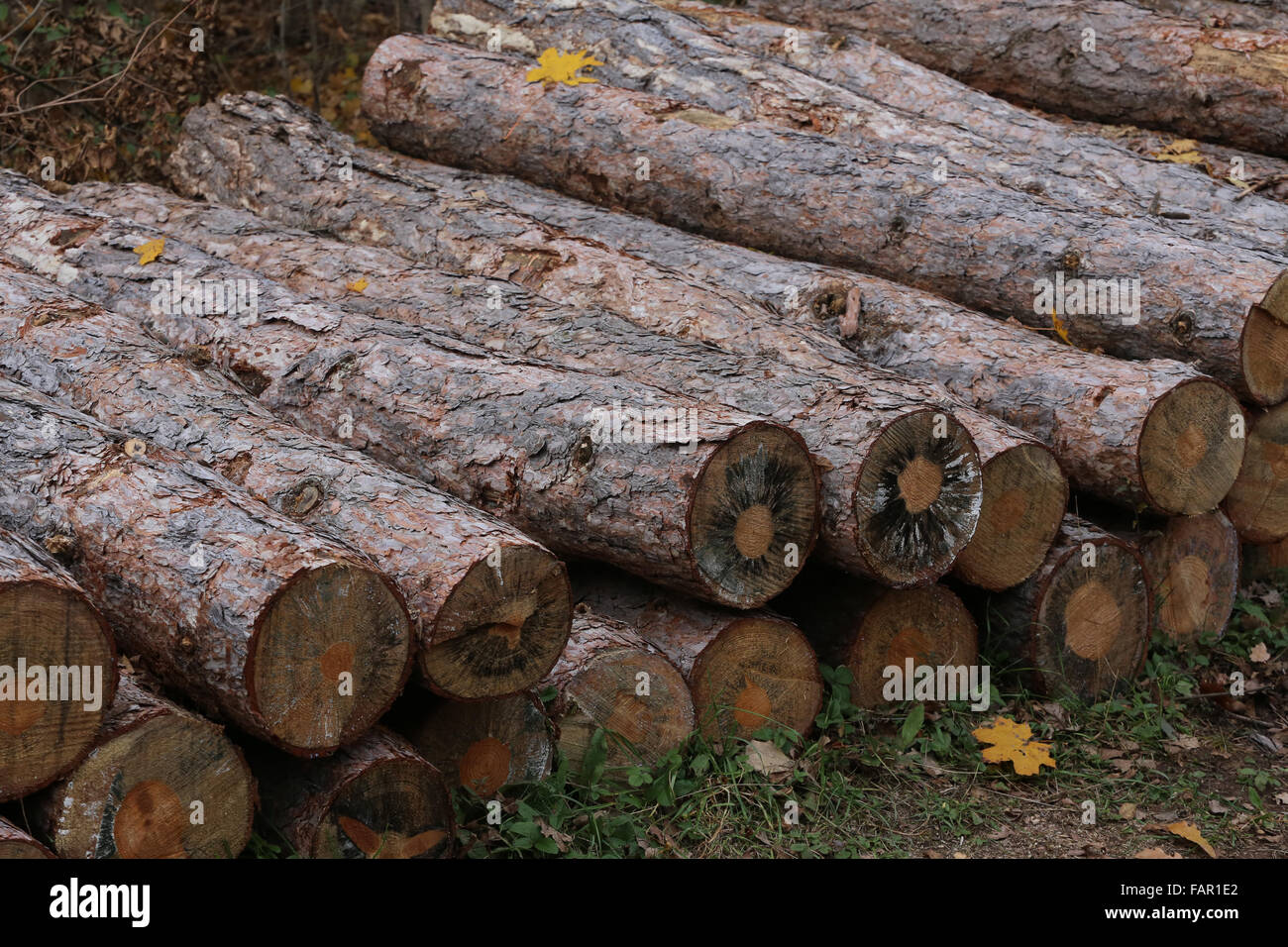 Stacked tree wood logs at a pine forest Stock Photo - Alamy