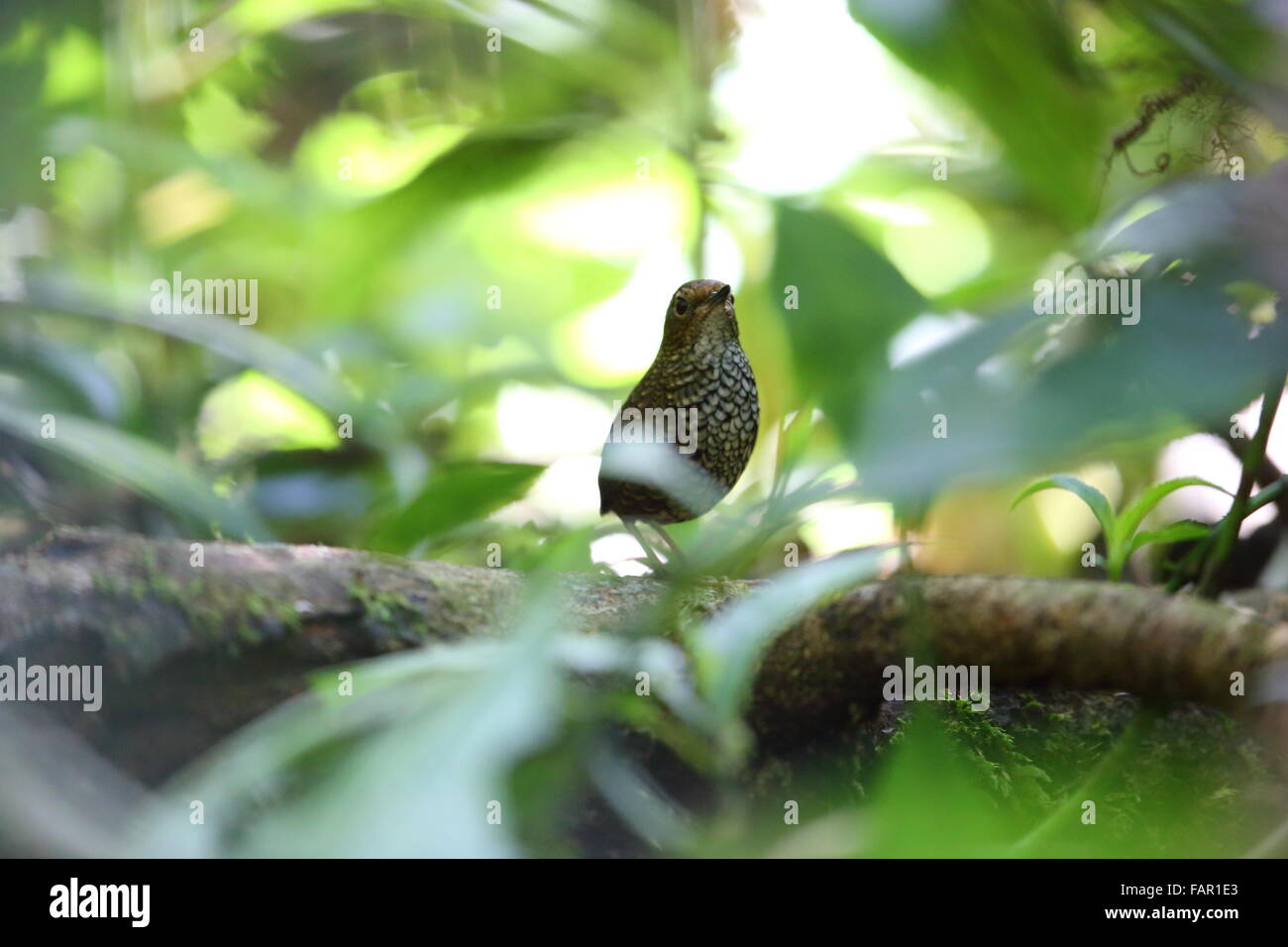 Pygmy Wren-Babbler (Pnoepyga pusilla) in Sumatra, Indonesia Stock Photo ...