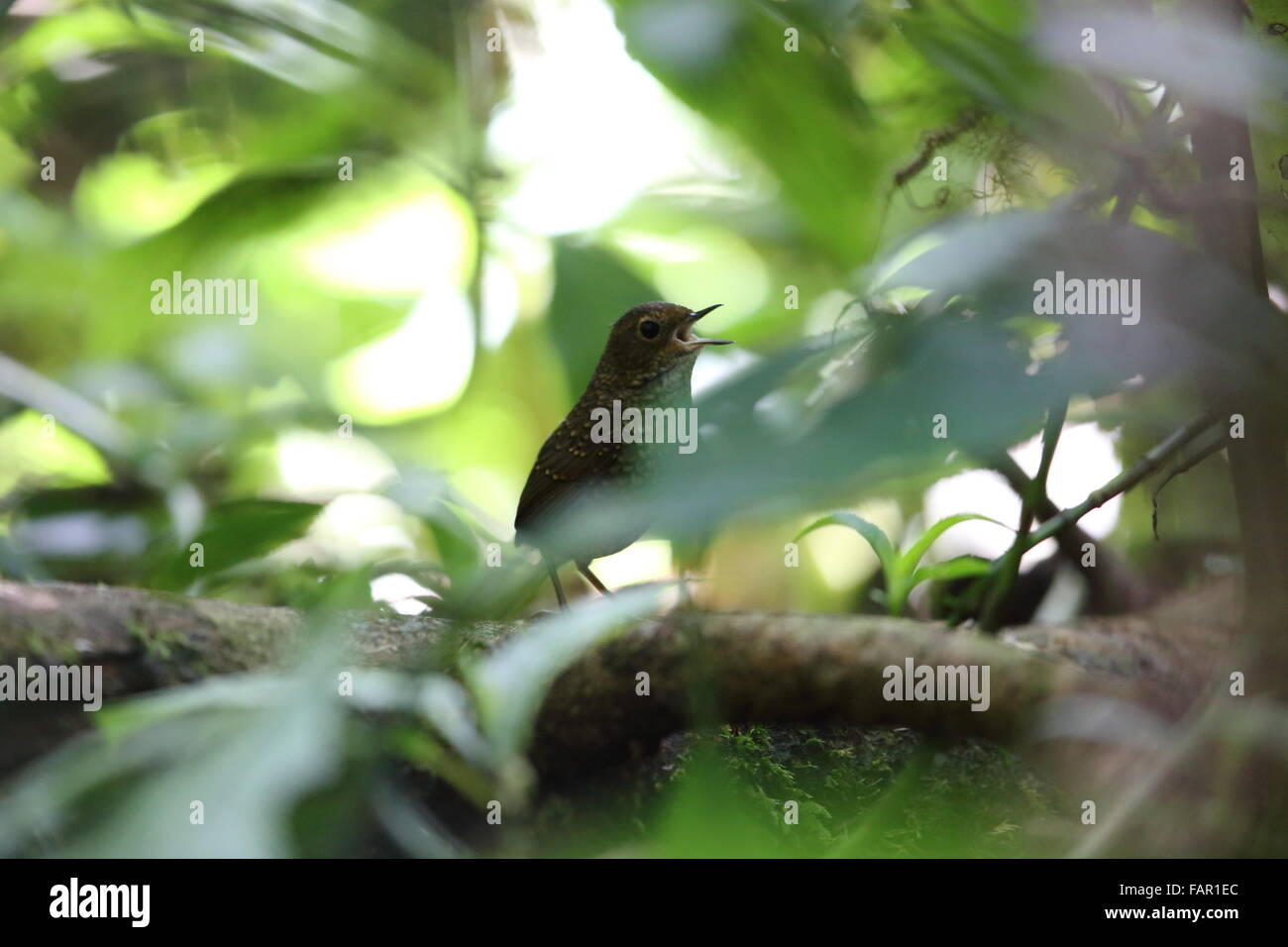 Pygmy Wren-Babbler (Pnoepyga pusilla) in Sumatra, Indonesia Stock Photo ...