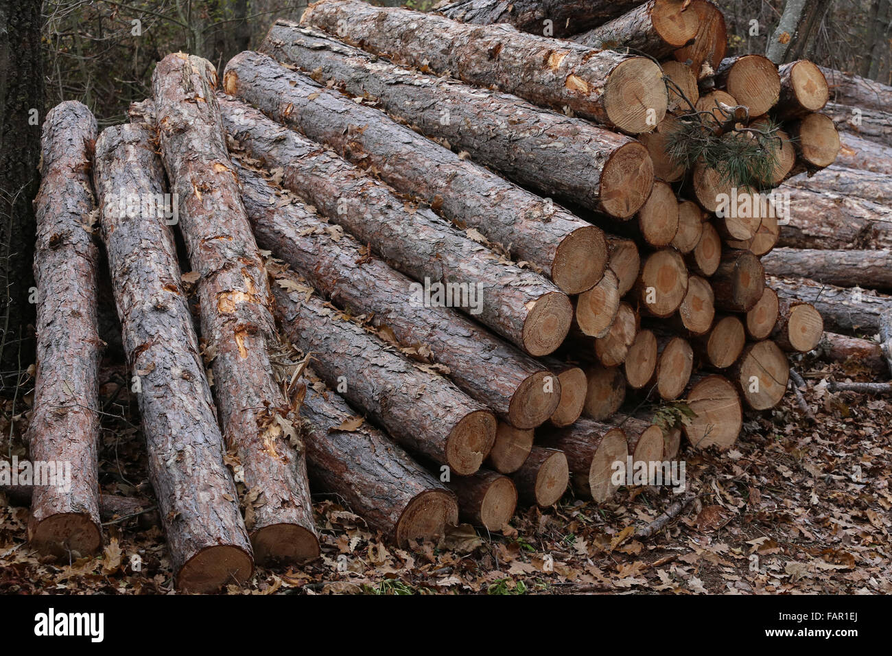 Timber logging in autumn forest without people Stock Photo - Alamy