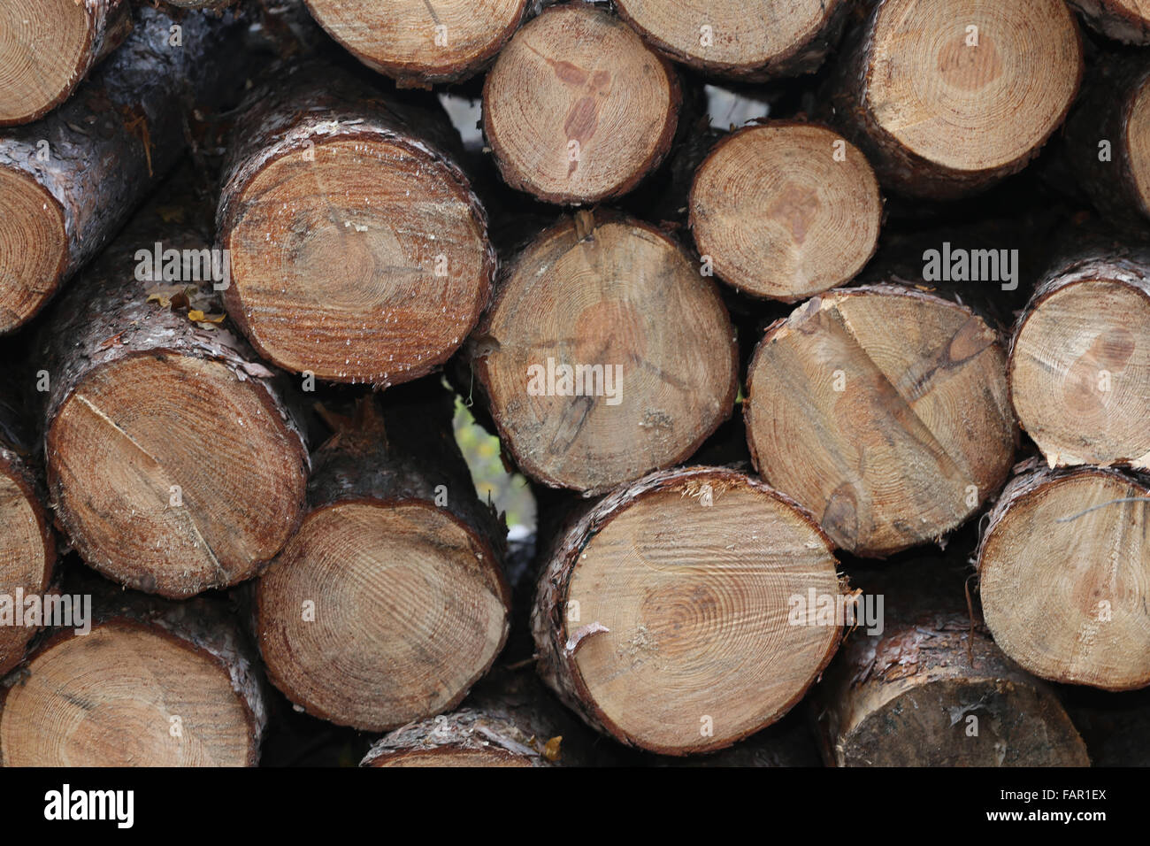 Pine tree stumps in autumn forest in row Stock Photo - Alamy