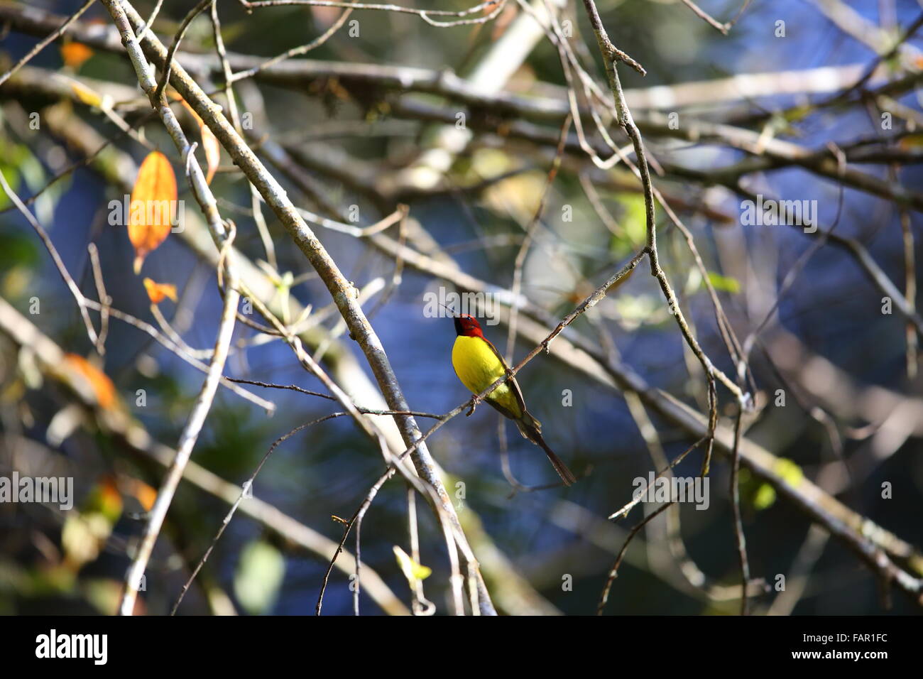 Mrs Gould's Sunbird (Aethopyga gouldiae) male in south Vietnam Stock ...