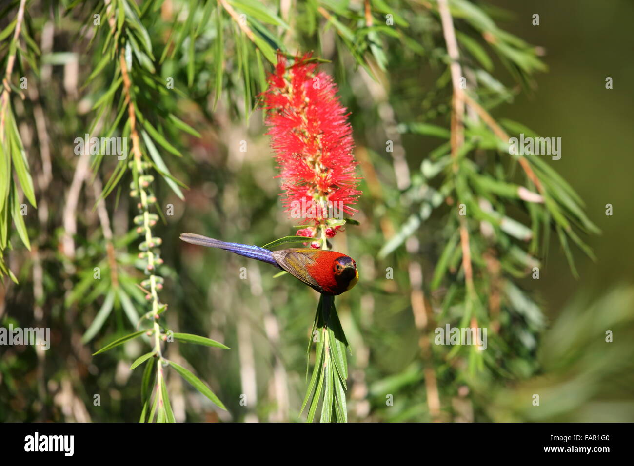 Mrs Gould's Sunbird (Aethopyga gouldiae) male in south Vietnam Stock ...