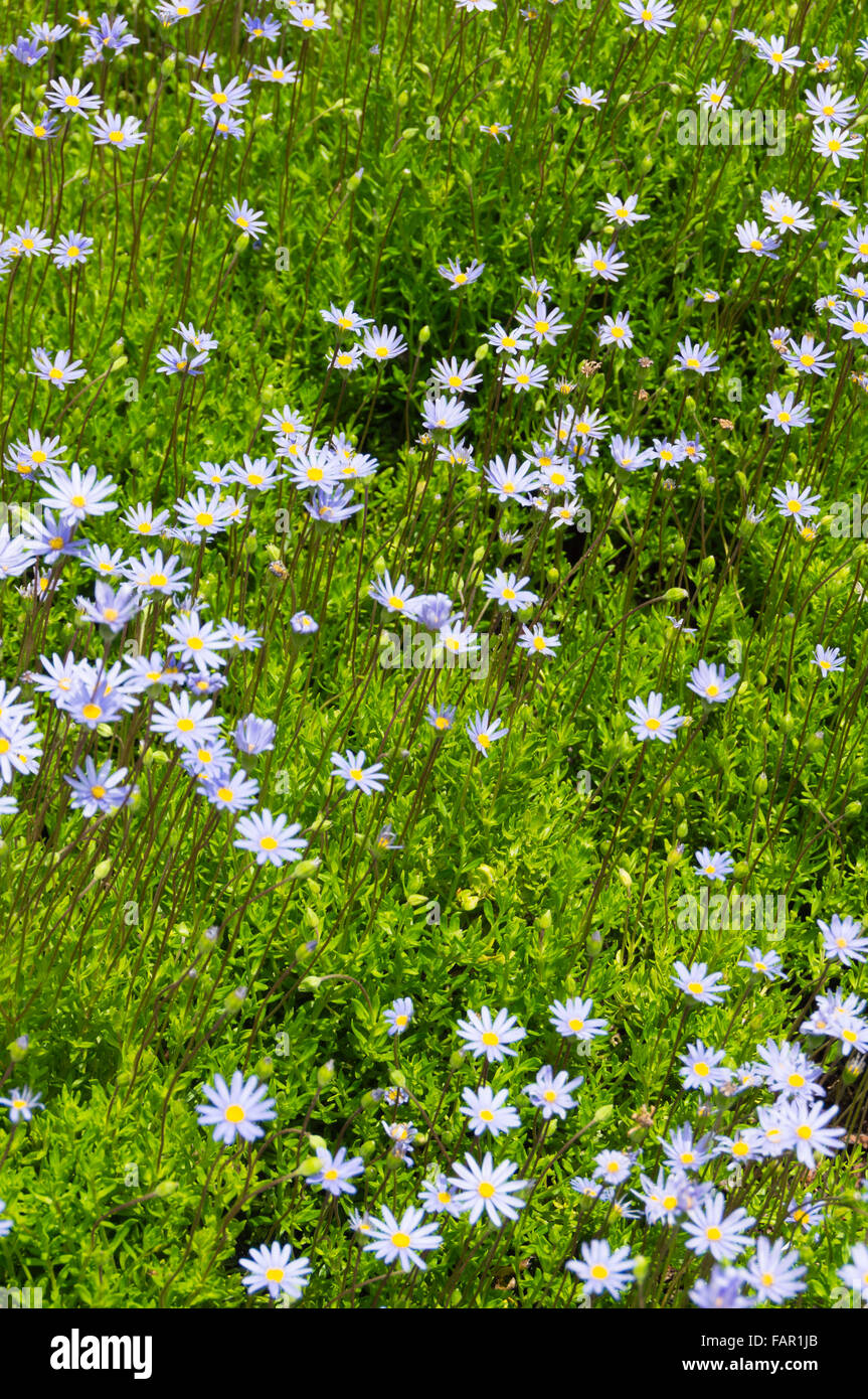 Madeira - capital city Funchal. Seafront gardens Stock Photo - Alamy
