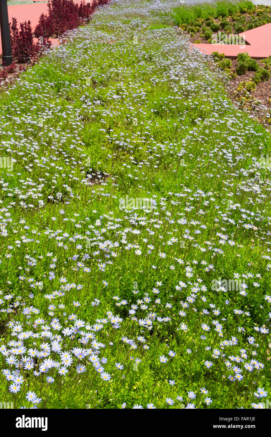Madeira - capital city Funchal. Seafront gardens Stock Photo - Alamy