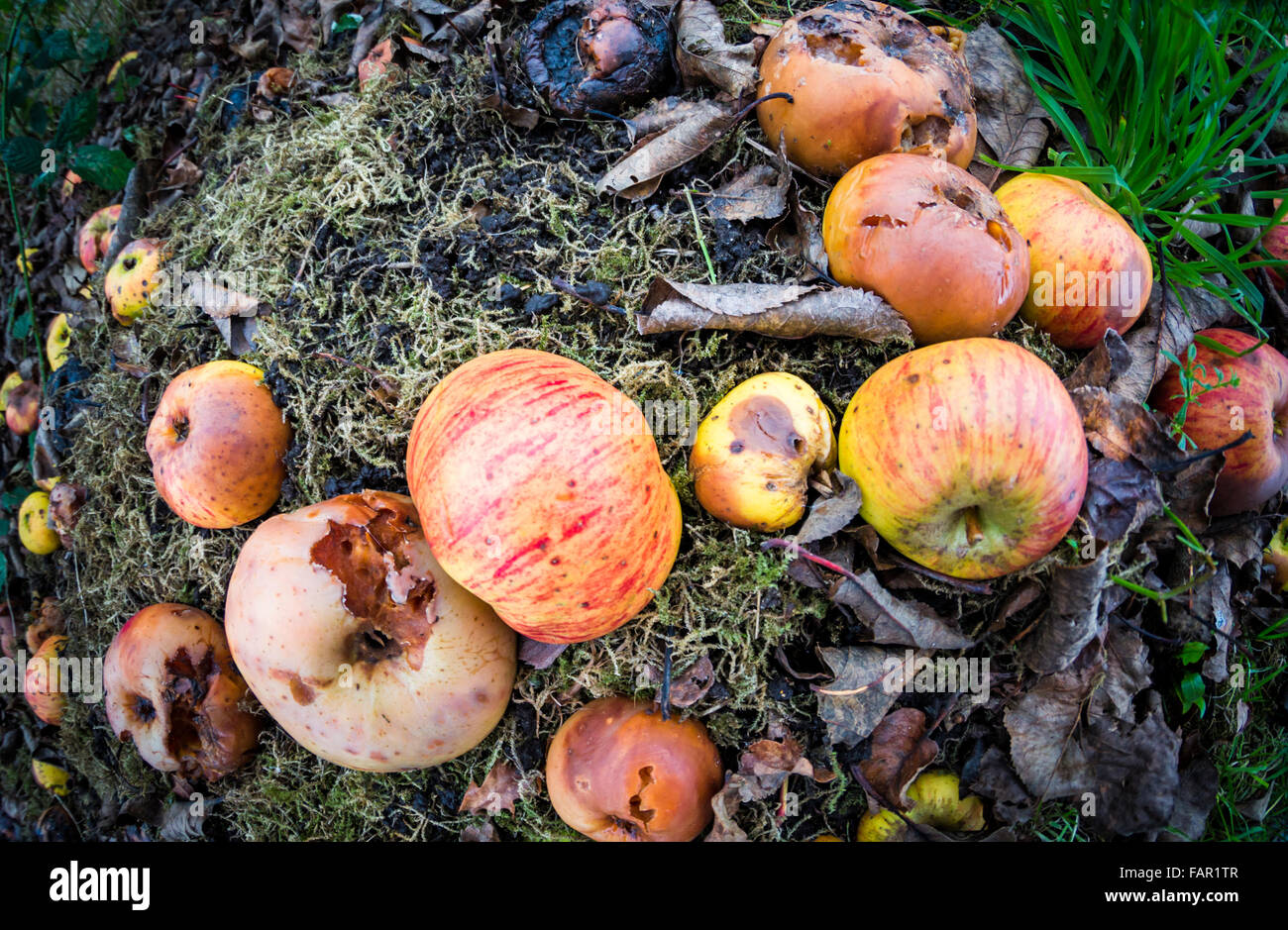 Apple surplus hi-res stock photography and images - Alamy