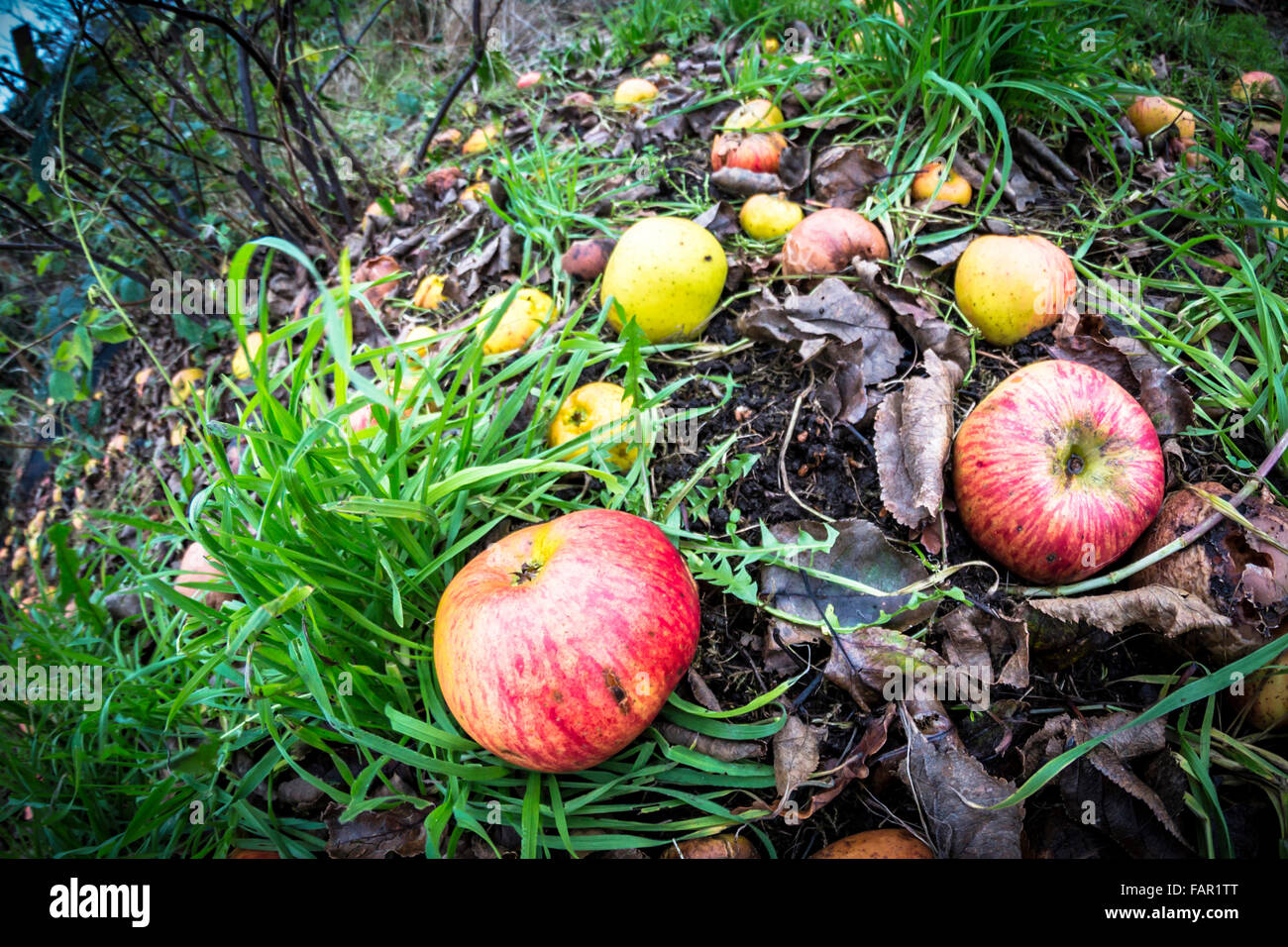 Apple surplus hi-res stock photography and images - Alamy
