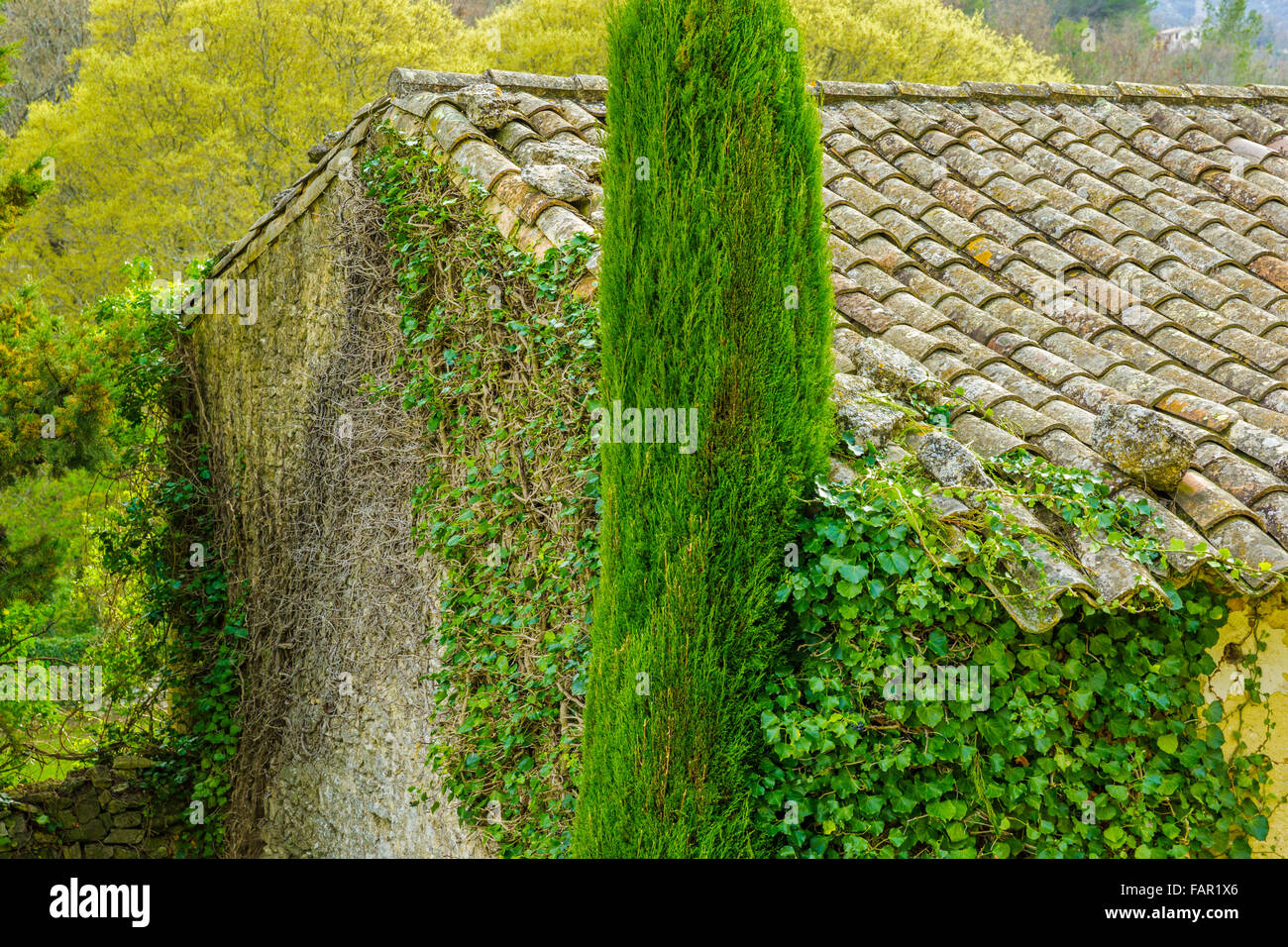 Vine covered building hi-res stock photography and images - Alamy