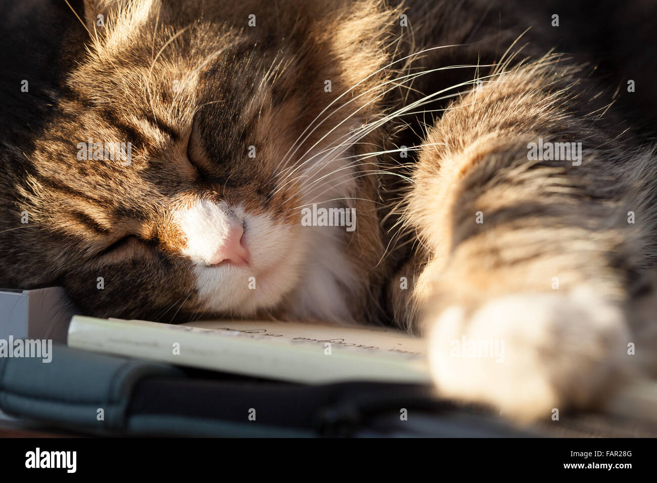 Cat Sleeping Warmed By Sun Rays Stock Photo - Alamy