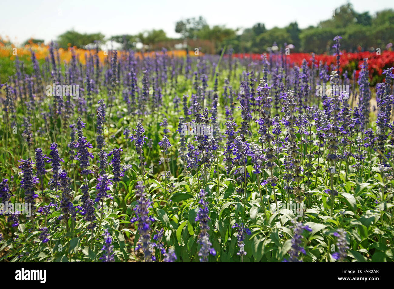colorful of salvia flower in the garden Stock Photo - Alamy